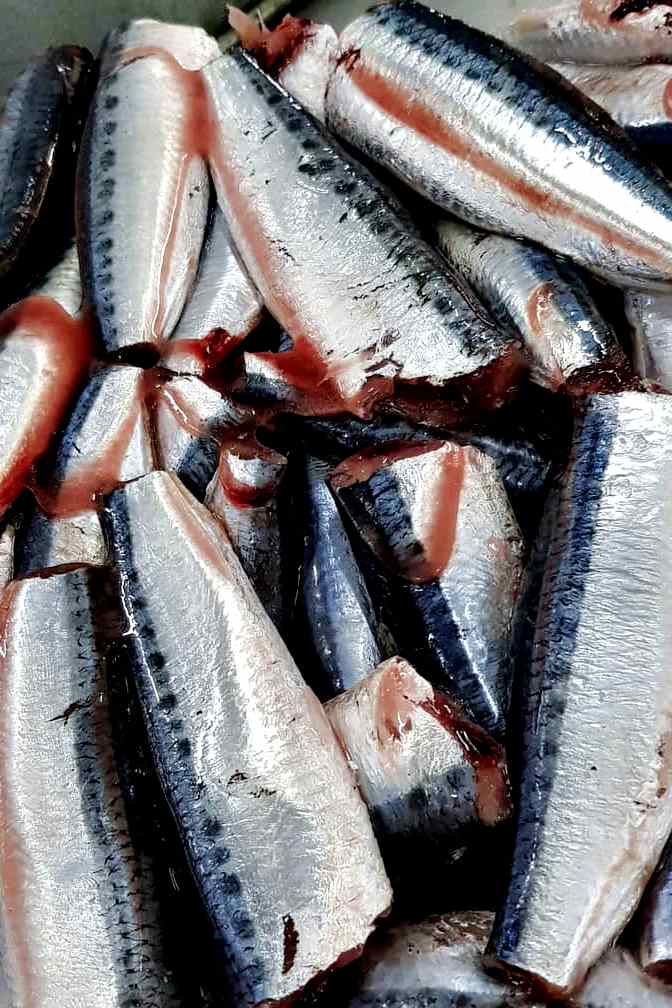 Tentang Suri Bonda - Suri Bonda