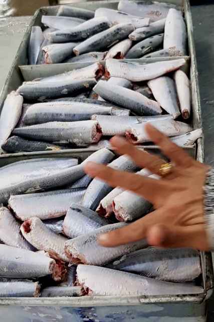 Tentang Suri Bonda - Suri Bonda